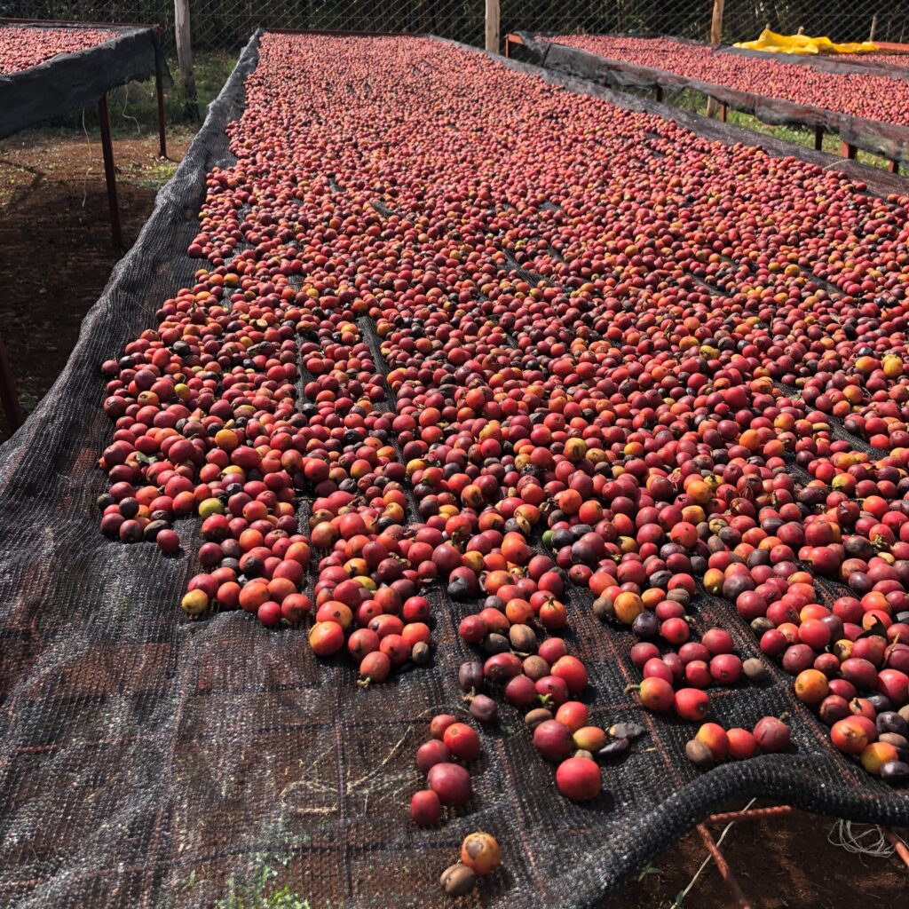 Endebess - Kmen Coffee Roasters