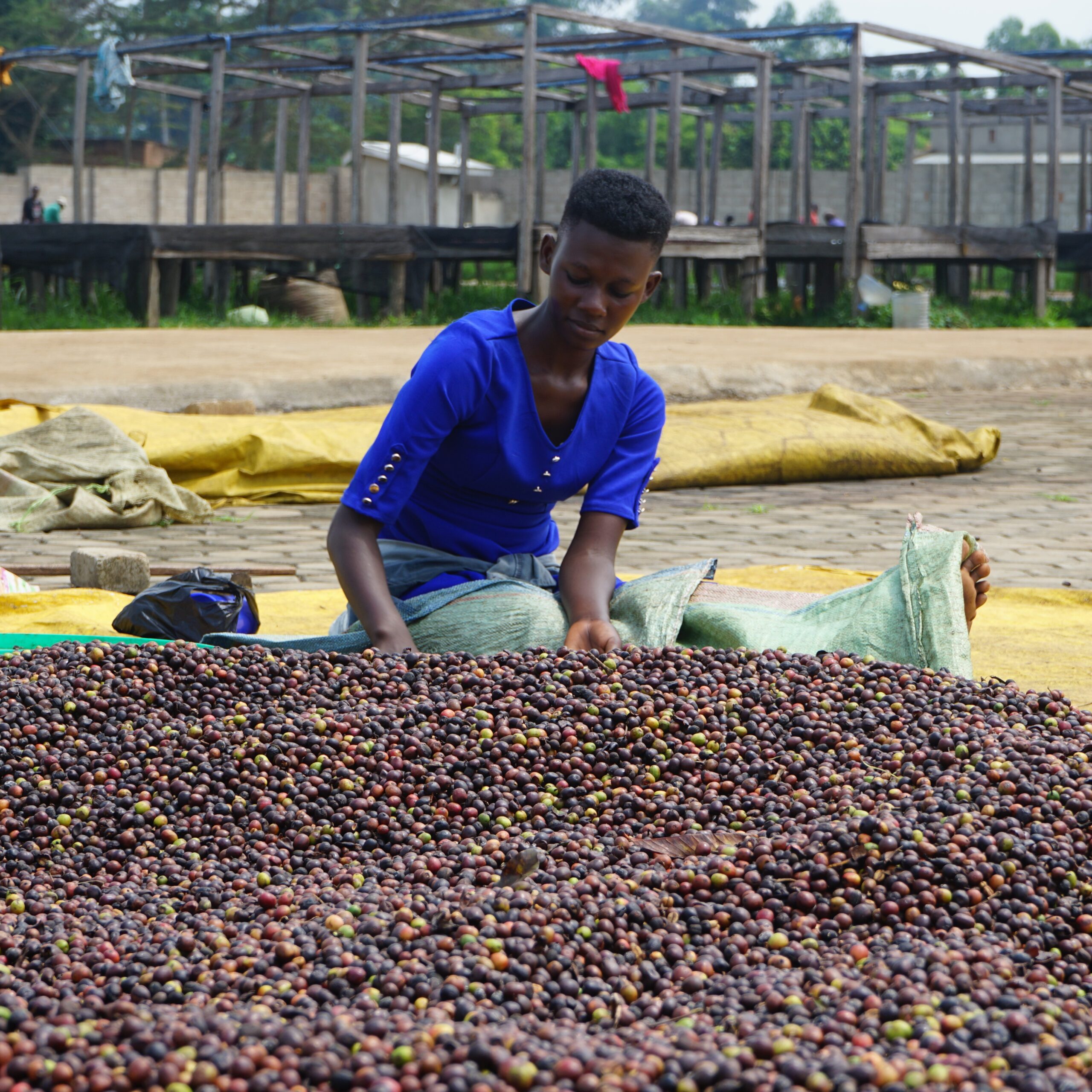 Norman Mukuru - Kmen Coffee Roasters