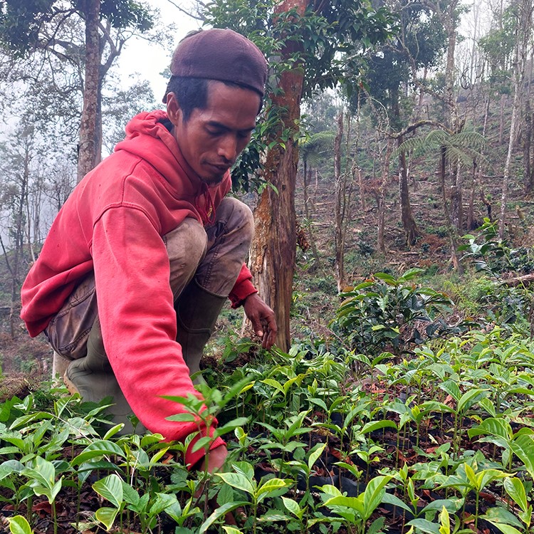 Mount Argopuro - Kmen Coffee Roasters